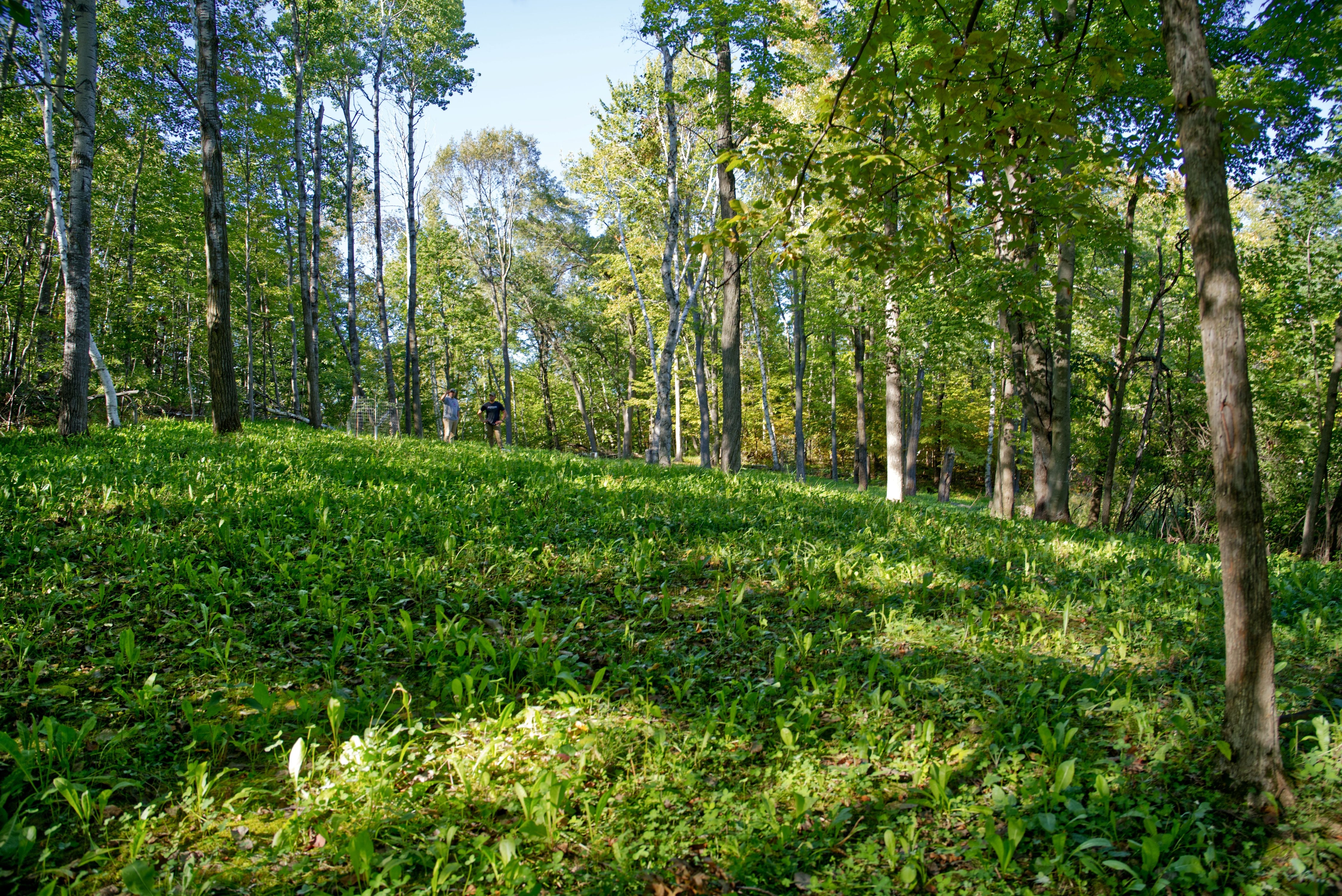 THE “POOR MAN’S” PLOT: GROWING GIANTS ON 1/4 ACRE WITH NO EQUIPMENT ...