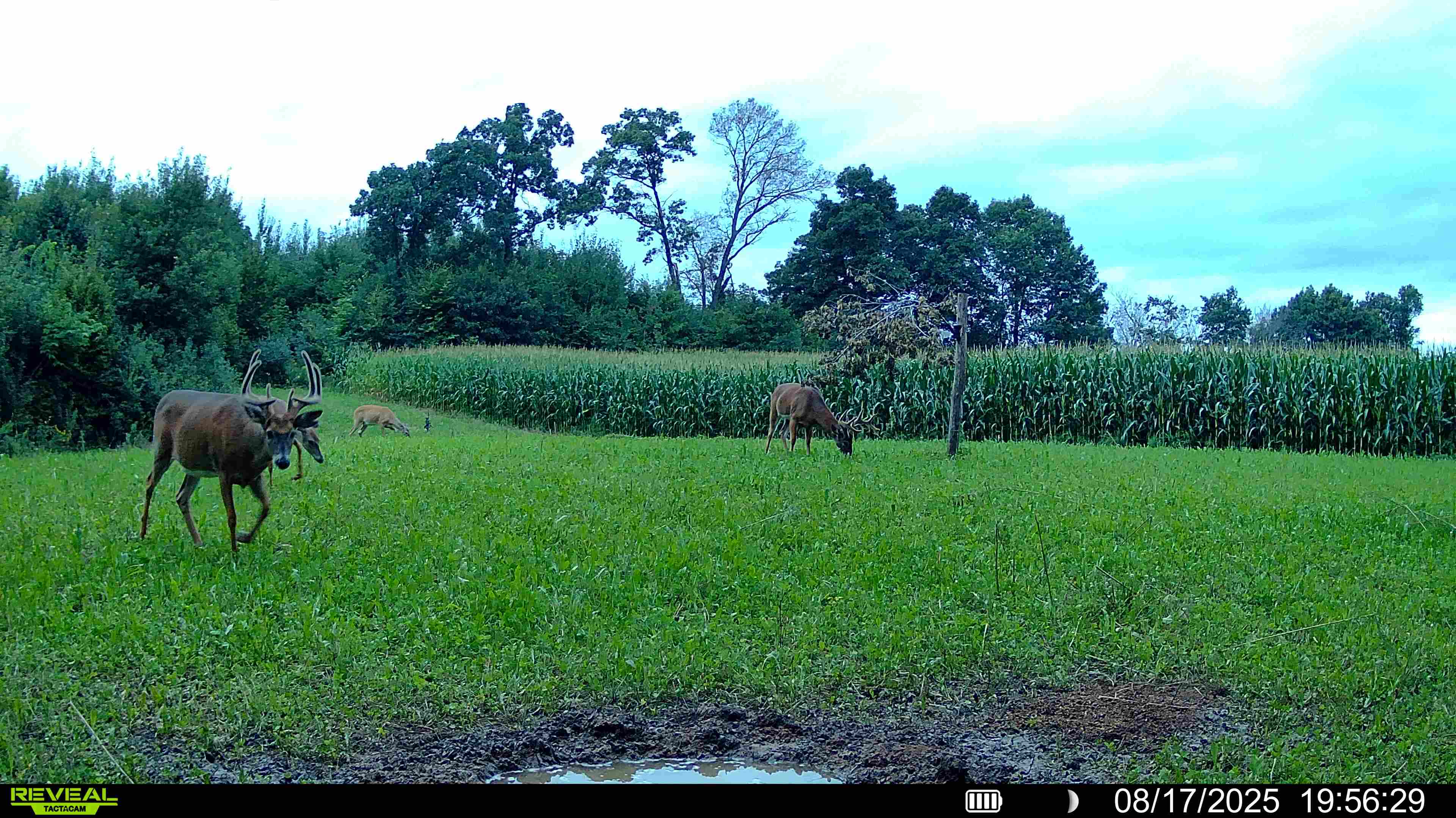 Comeback Kid™ Food Plot Seed - Domain Outdoor