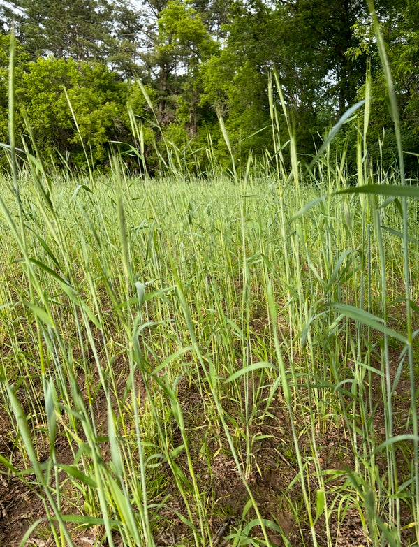WINTER RYE FOOD PLOT SEED - Domain Outdoor