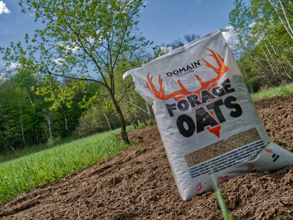 Forage Oats - Domain Outdoor