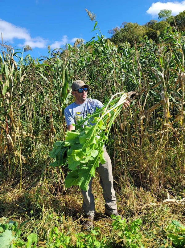 Bombshell™ Food Plot Seed - Domain Outdoor