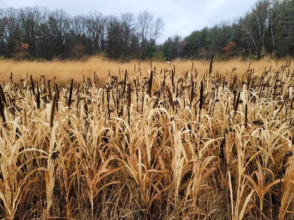 Japanese Millet Food Plot Seed - Domain Outdoor