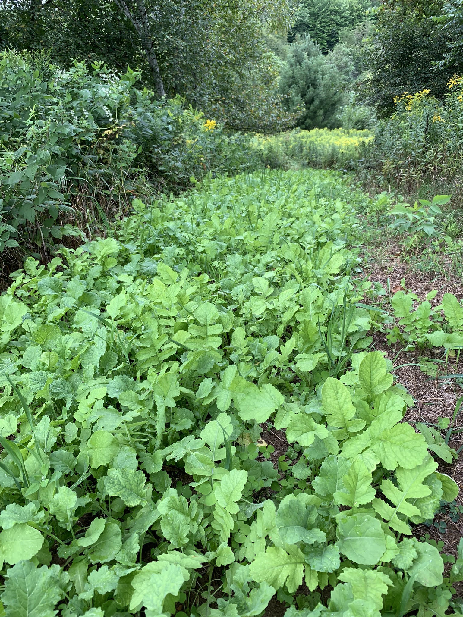 No BS™ - Domain Outdoor